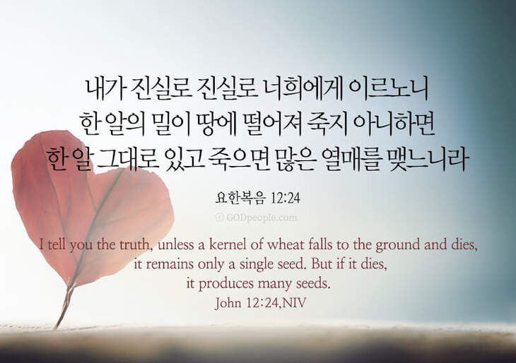 갓피플 오늘의말씀_요한복음12장24절_2020.9.11 | 갓피플